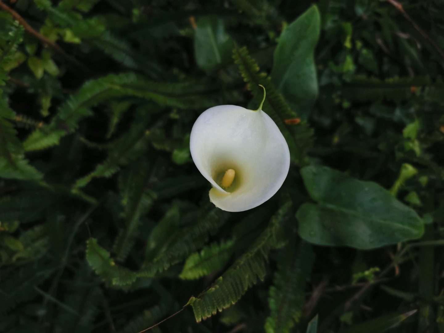 How to Grow Arum and Calla Lilies from Seed: A Comprehensive Guide ...