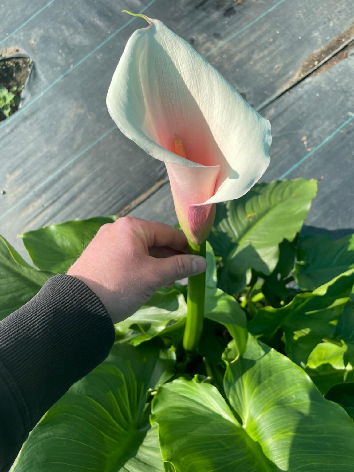 Bell Lilies: A Comprehensive Guide to the Stunning Summer Bloomers ...