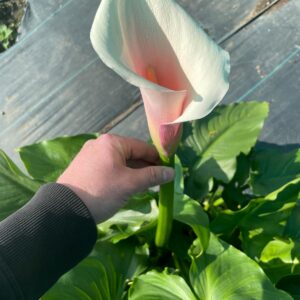 Bell Lilies: A Comprehensive Guide to the Stunning Summer Bloomers ...